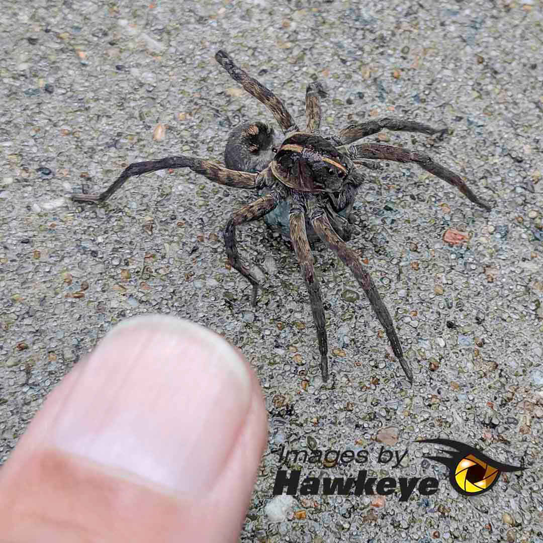 Mother Spider - Images By Hawkeye